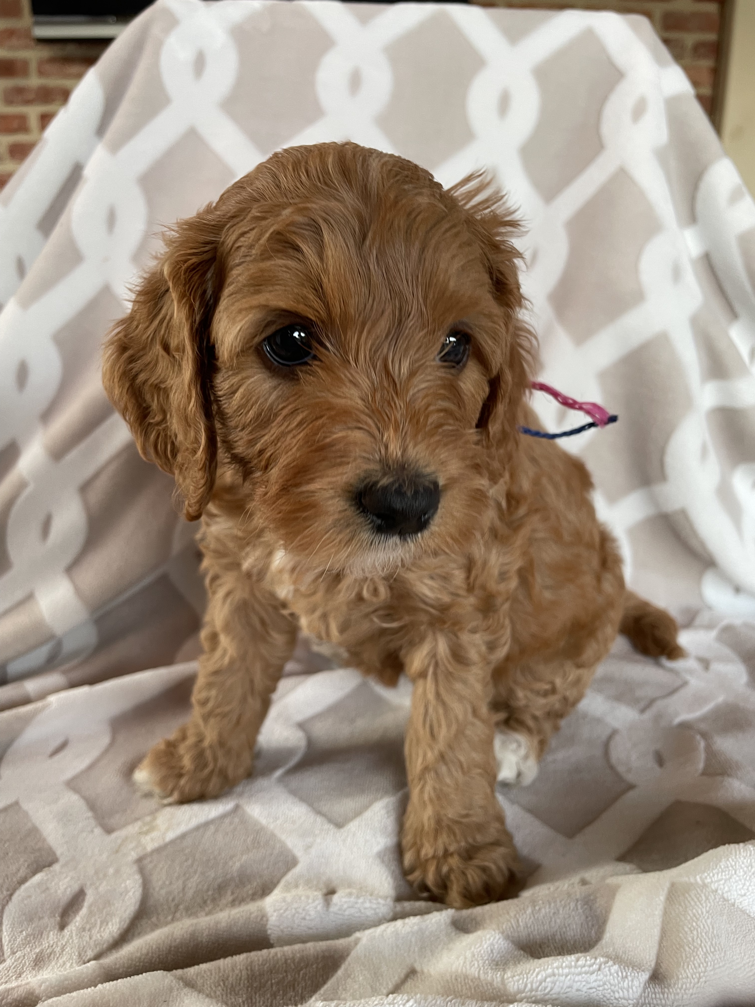 Onze honden – Maison ChaBelle – Australian Labradoodles