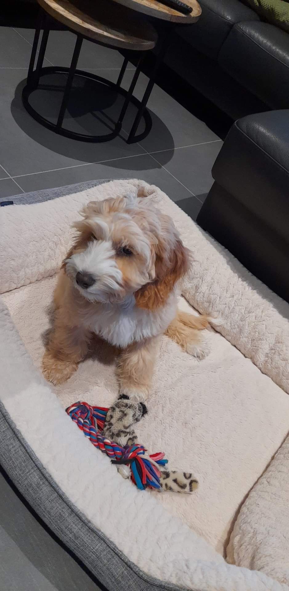 Onze honden – Maison ChaBelle – Australian Labradoodles