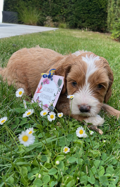 Millie en Cas wenste hun nieuwe baasjes een gelukkige verjaardag ...