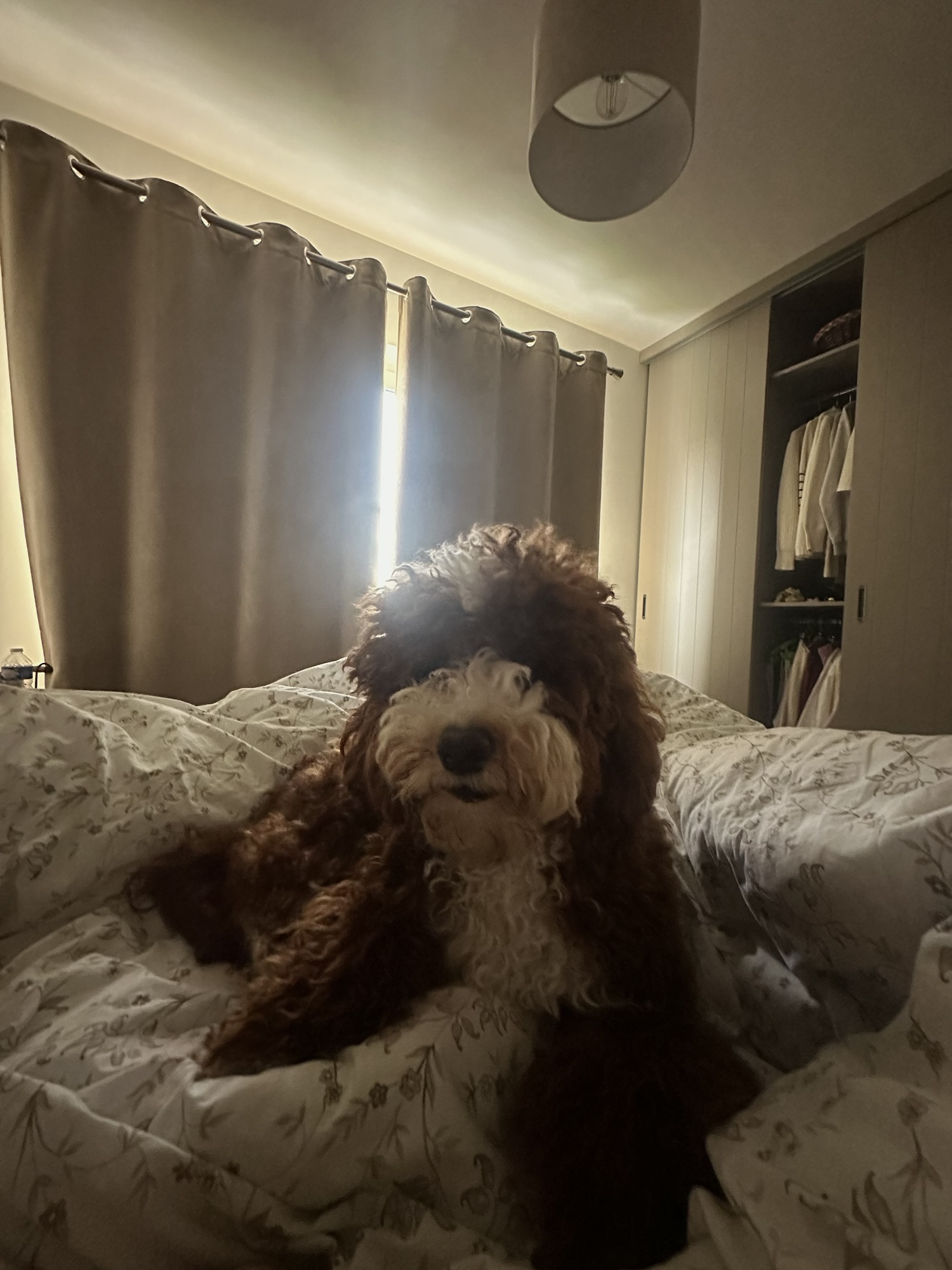 Onze honden – Maison ChaBelle – Australian Labradoodles